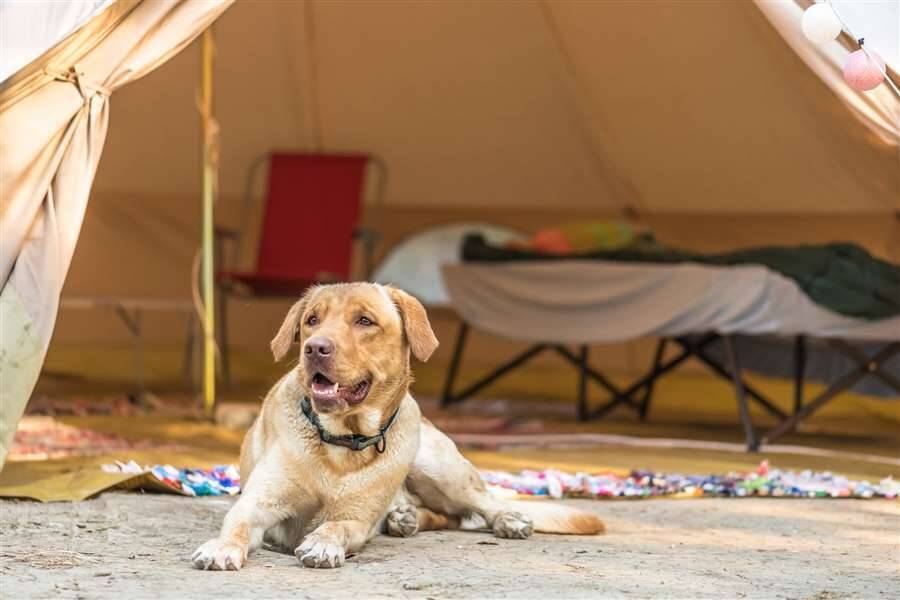 Kamp Bezdan in Bezdan Vojvodina, Kroatien (2025) | JetCamp.com