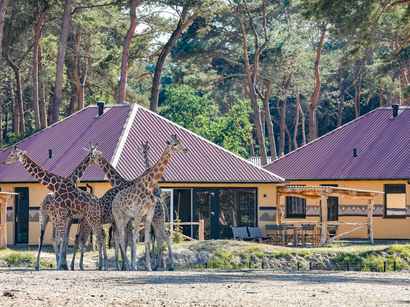 Safari Resort Beekse Bergen in Hilvarenbeek, Nederland | Jetcamp.com